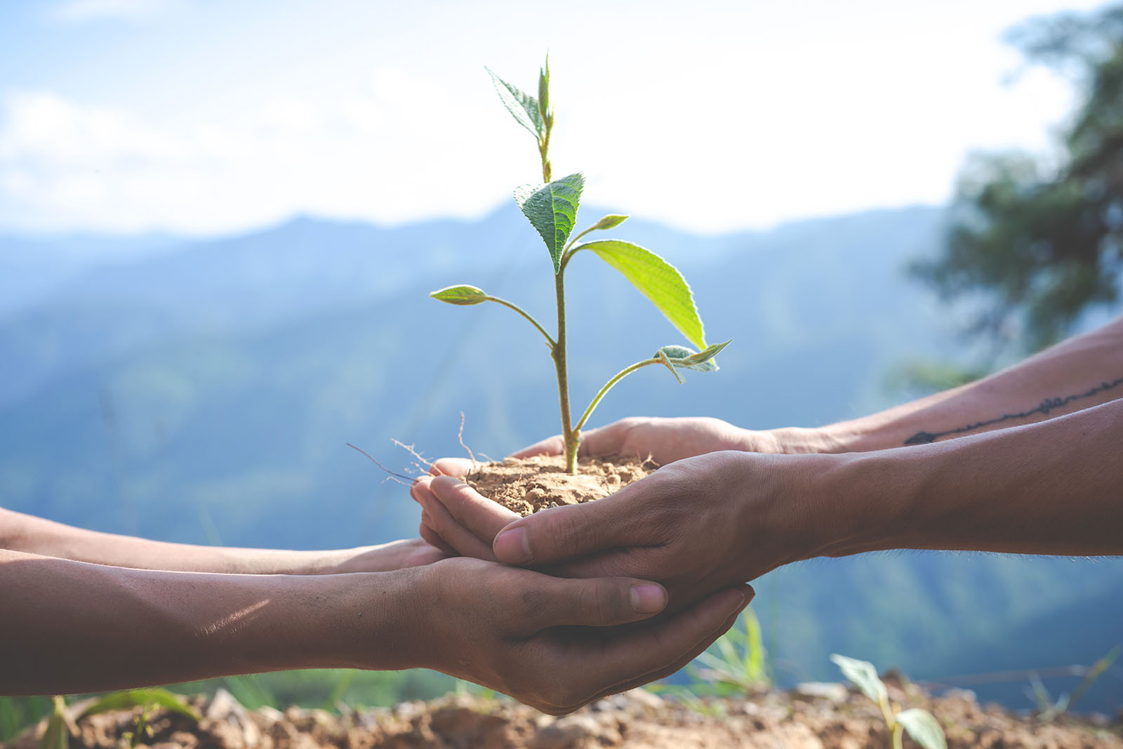 Seeds | Philippine Seed Industry Association | Manila