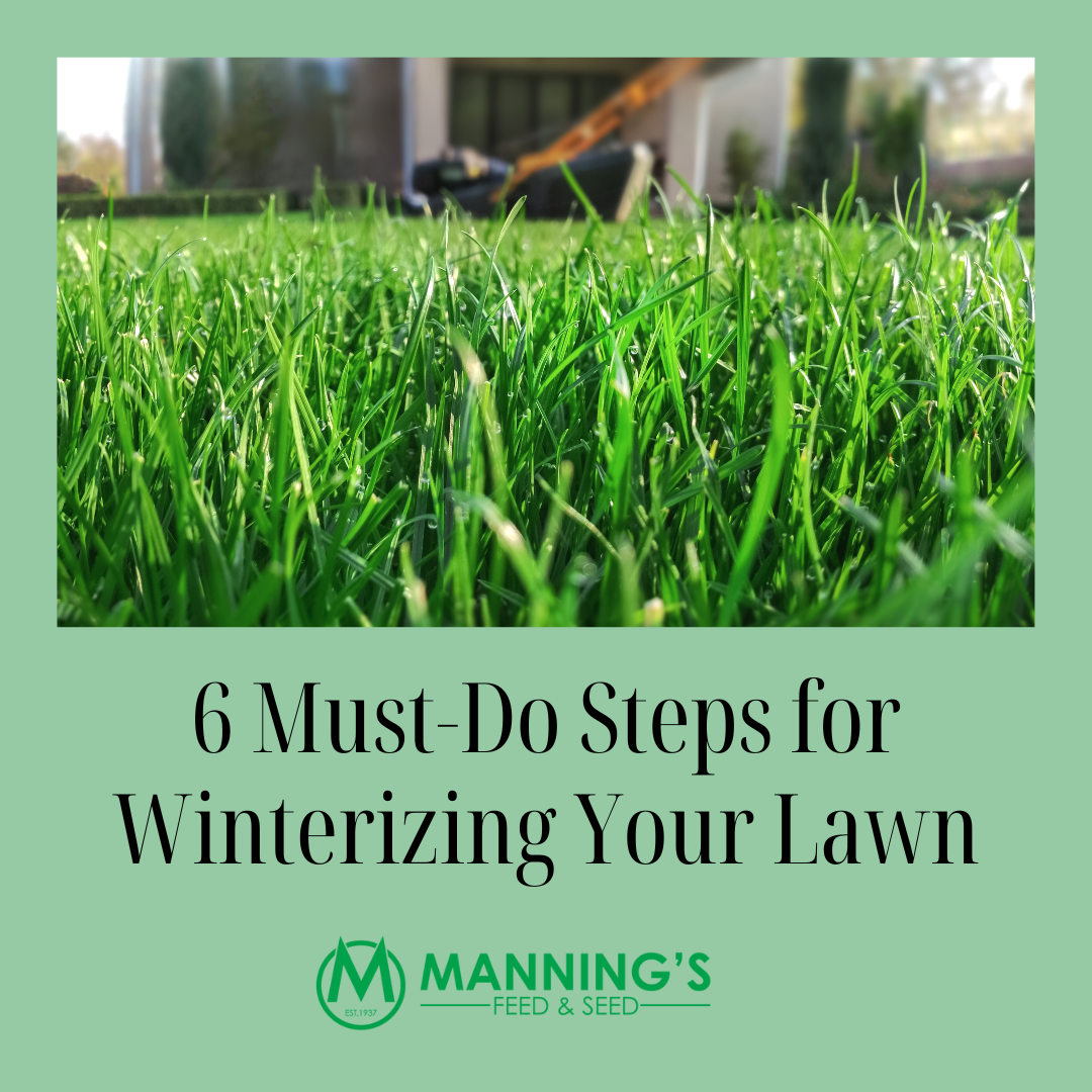 6 Must-Do Steps for Winterizing Your Lawn: Prepare for the Cold Season