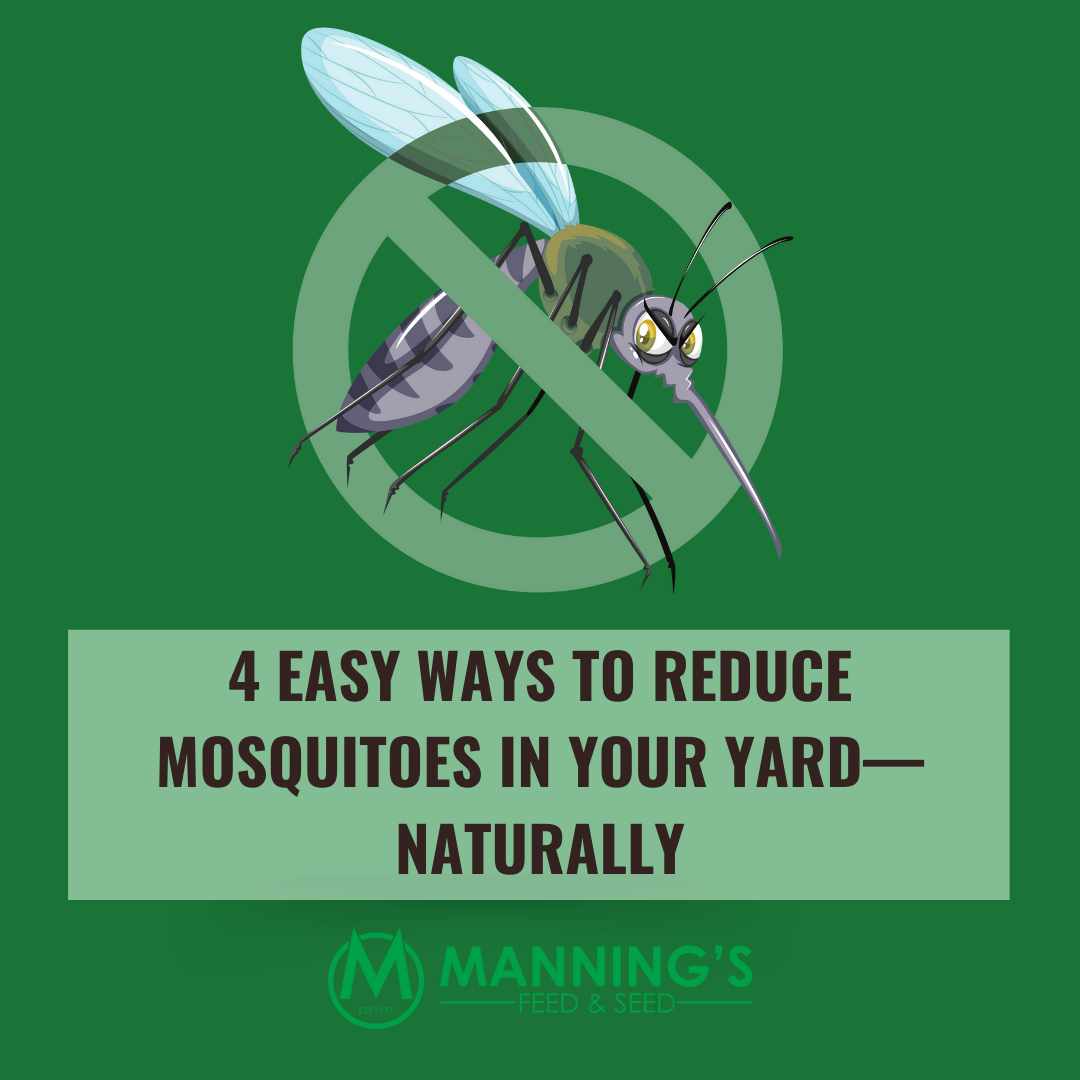 4 Easy Ways to Reduce Mosquitoes in Your Yard—Naturally