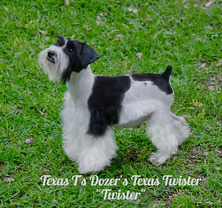 PUPPIES | TexasTsToySchnauzers
