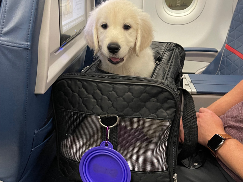 Puppy Flights | Petcommute Elite Pet Transportation
