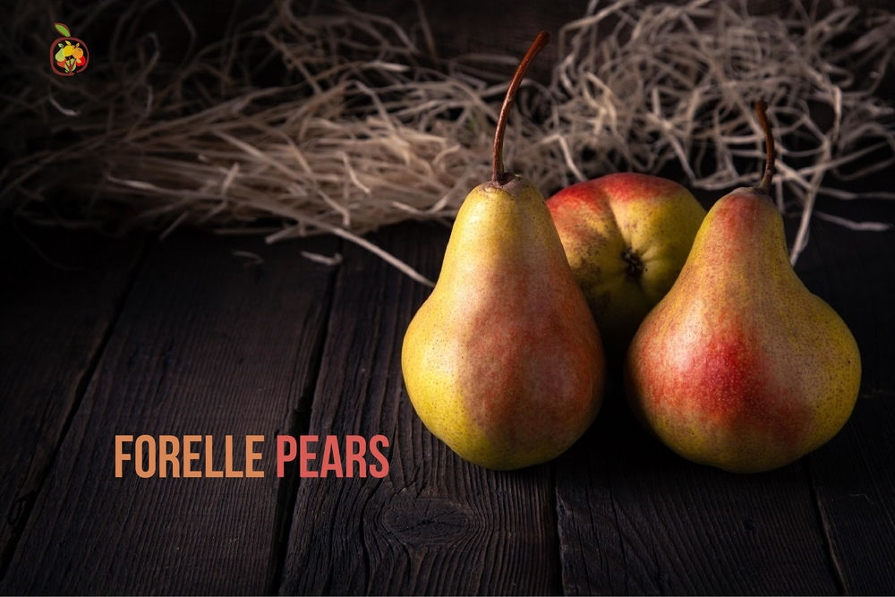 Forelle Pears (South Africa)