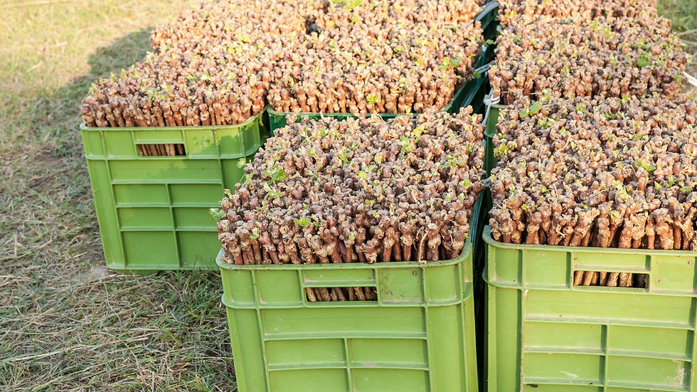Unearthing Vegetative Vine Propagation: Cuttings and Layering