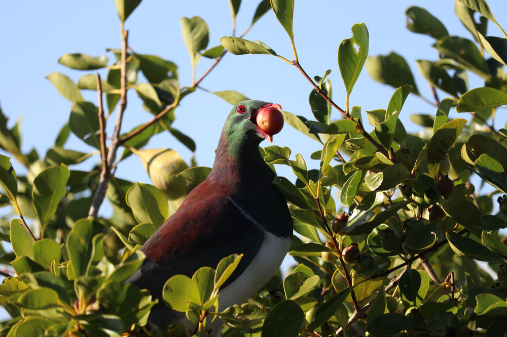 Great Kereru Count