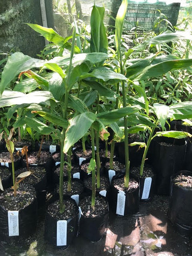 GINGER - MYOGA (Zingiber mioga or Japanese) | Subtropica