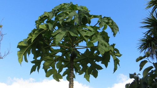 PAPAYA - MOUNTAIN (Vasconcellea pubescens) | Subtropica