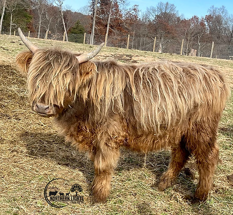 Mini Highland Cattle | Northern Lights Farming Co.