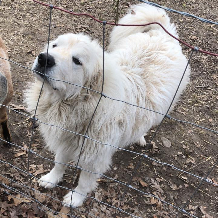 Stray dogs on the farm!