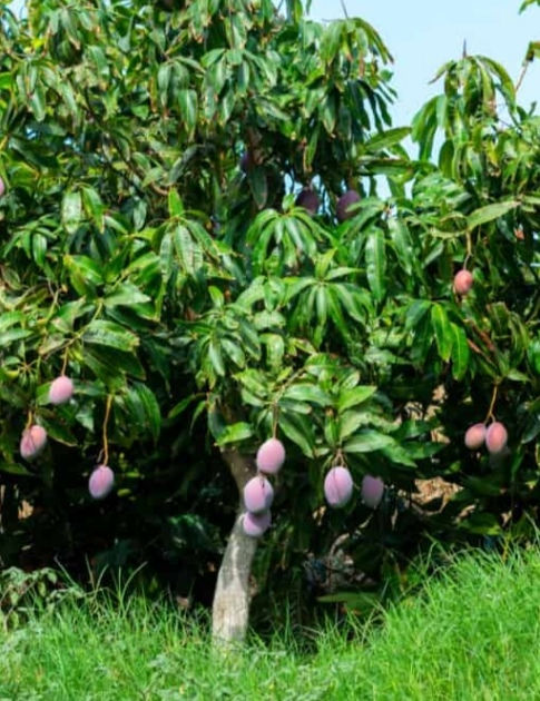 MANGO (Kent variety) order now for next season | Far North Tropicals
