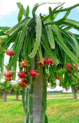 Red Dragonfruit Cacti , mature 10-20cm stem cutting , rooted in a 1-2L ...