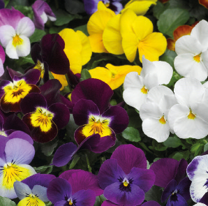 Viola (Rocky) Complete Mix Pack of 6 (Small Flowers) | Cotteswold Dairy