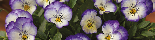 Viola (Rocky) Purple Picotee Pack of 6 (Small Flowers) | Cotteswold Dairy