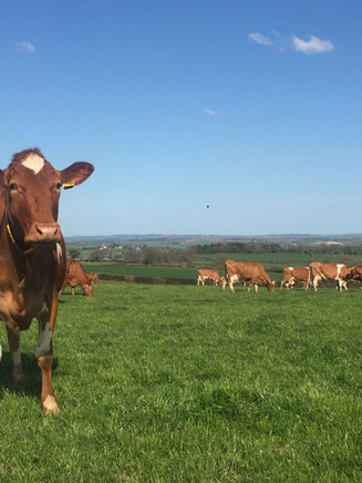 Cotteswold Dairy | Channel Island Dairy Farmers