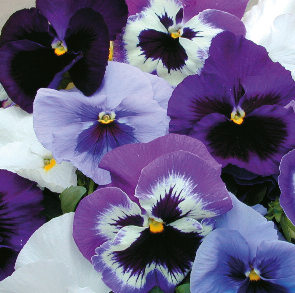 Pansy (Delta) Rhythm & Blues Pack of 6 (Large Flowers) | Cotteswold Dairy