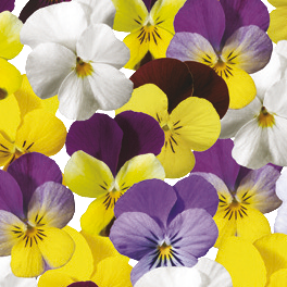 Viola (Rocky) Semi Trailing Mix Pack of 6 (Small Flowers) | Cotteswold ...