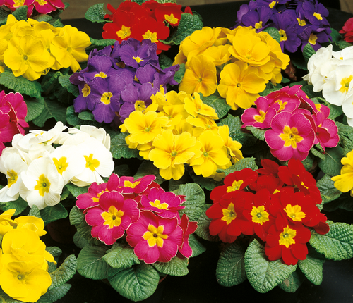 Primrose Mixed Colours Jumbo Packs of 6 | Cotteswold Dairy