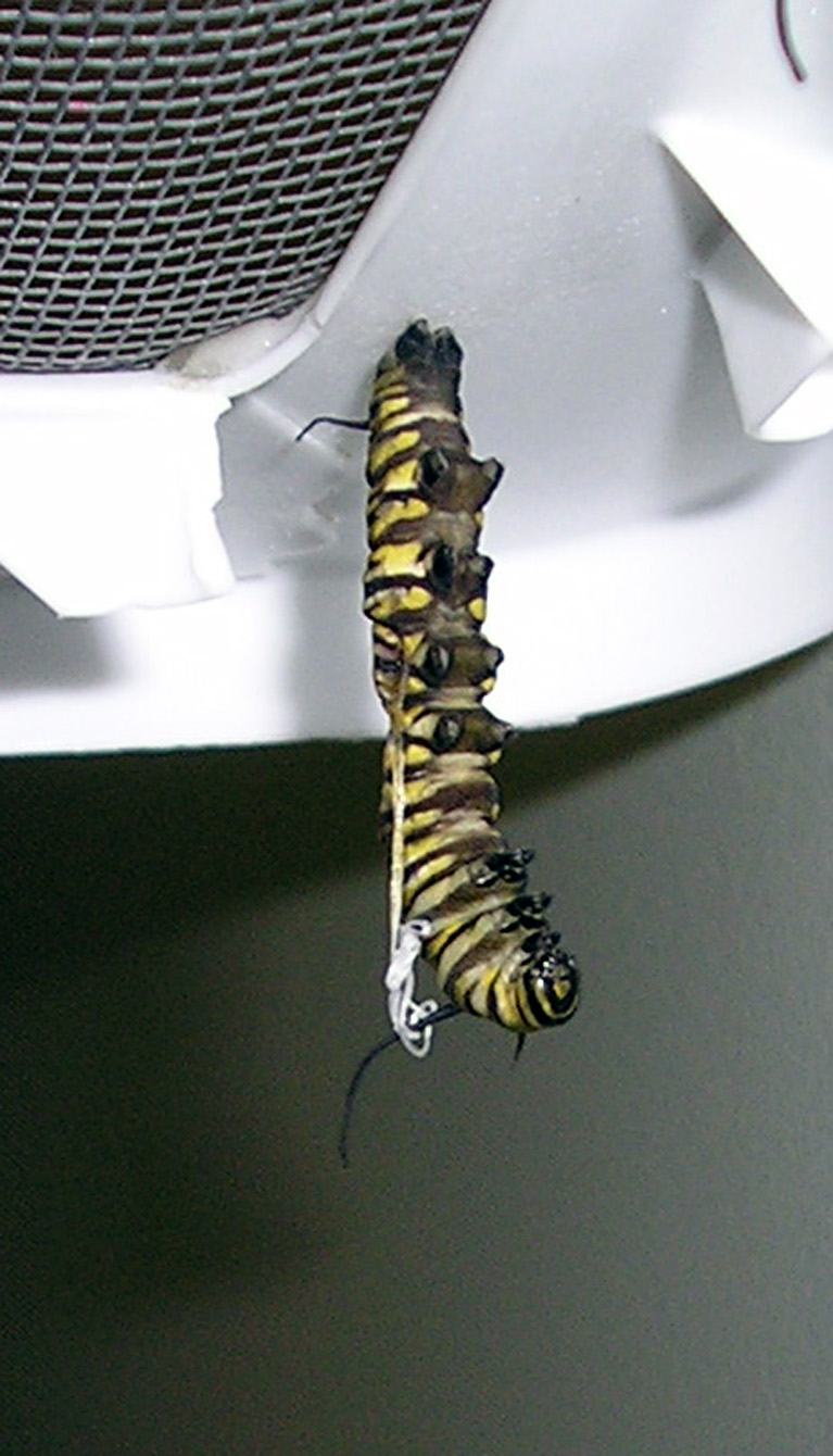 Enemies of Monarchs | monarch