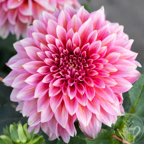 Kenora Lisa | Dahlias & Dogwood