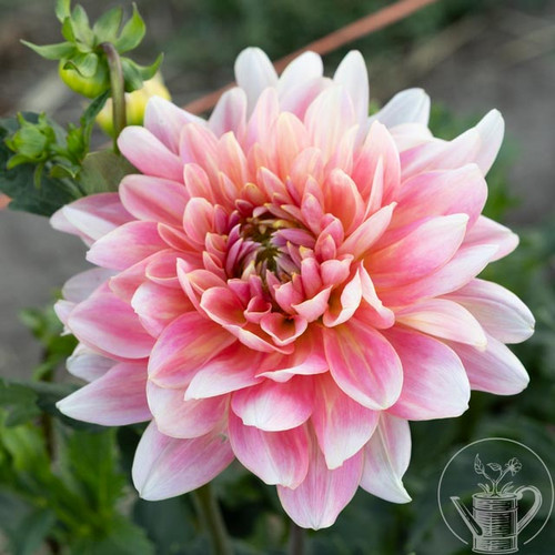 Gerrie Hoek (1942) | Dahlias & Dogwood