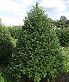 Our Trees | Holcomb Farm
