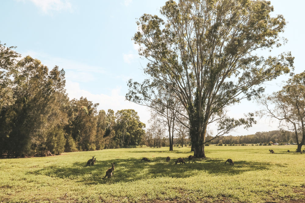 Secret Gold Coast Locations: Coombabah Lakelands Reserve the best spot ...