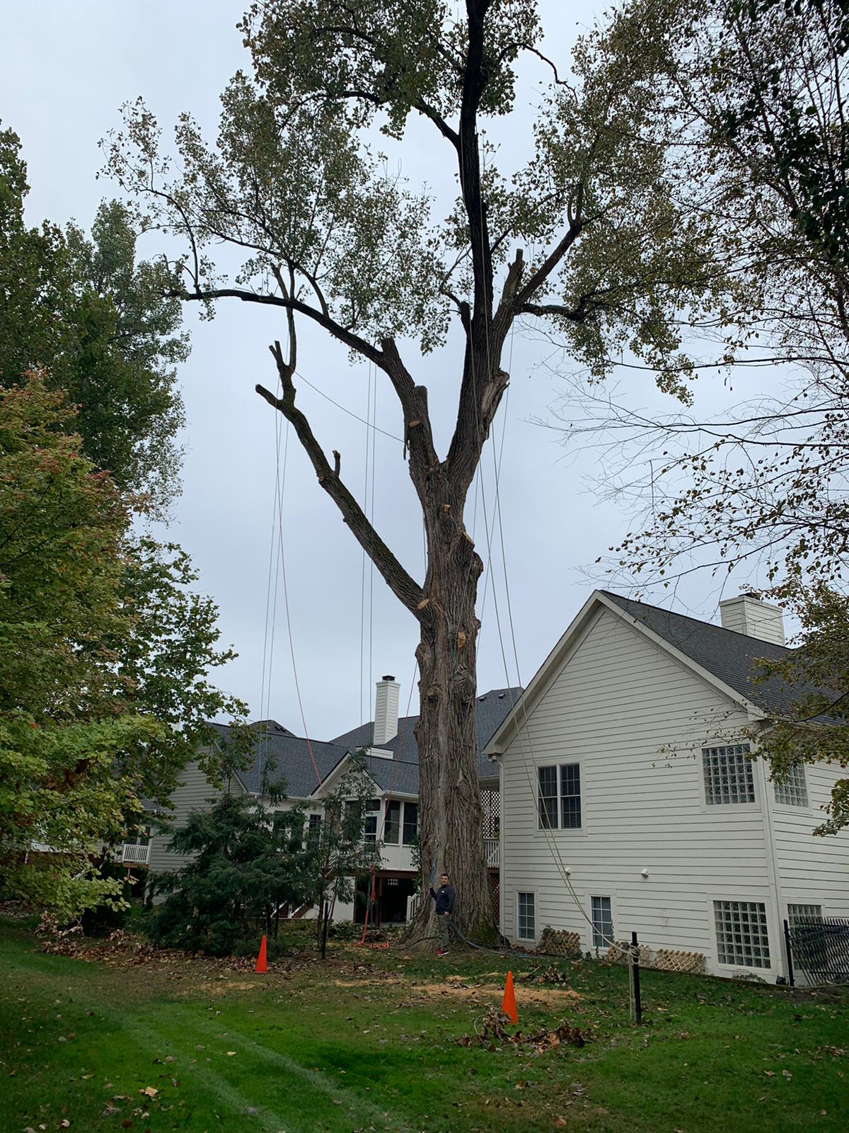 Tree service | Rogers tree service & Landscaping LLC | United States