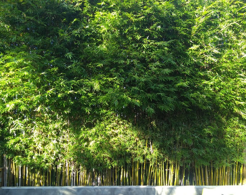 Slender Weavers | bamboooptions