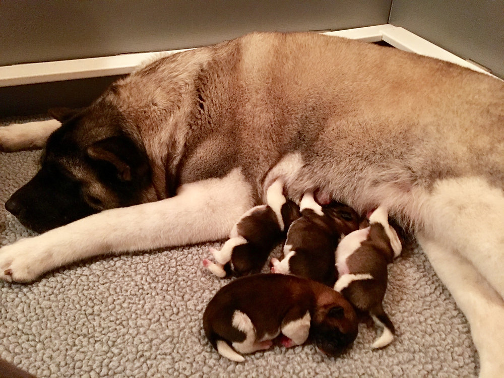 Canine Labor – Stages and Information