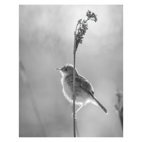 Early Bird - Matthew Spillard | Lion Studios