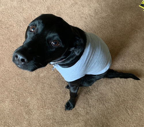 Best Doggo Ever | orangedaisyproducts