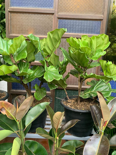 Ficus Lyrata (Multi-branch) 2 ft. ht. | Mother Earth Gardens