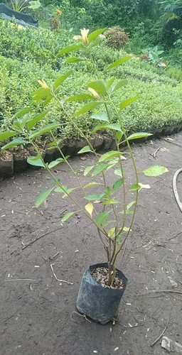 Yellow Sundrop | Mother Earth Gardens