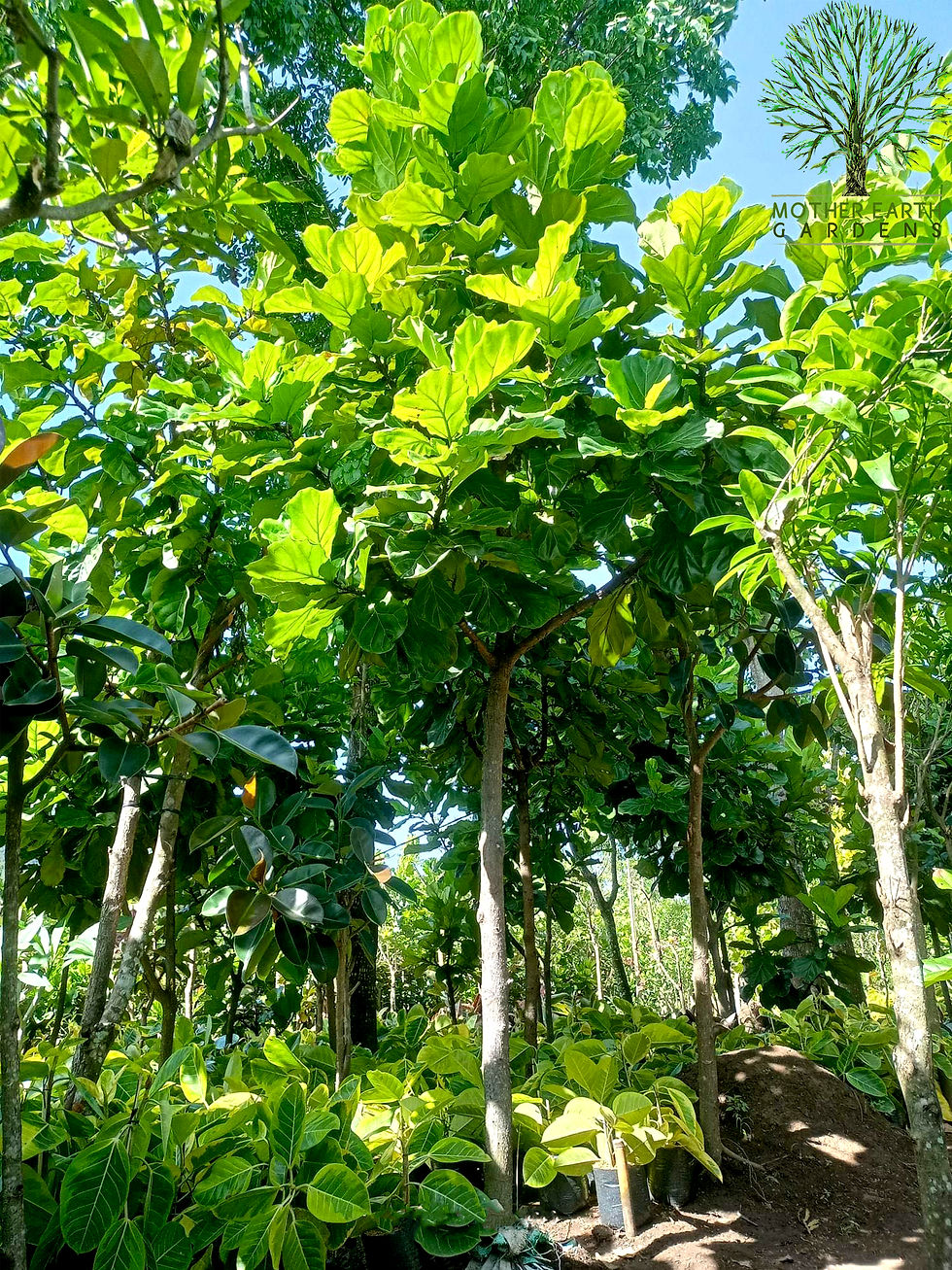 Ficus Lyrata Tree 2m ht. | Mother Earth Gardens