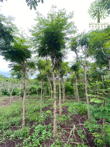 Yellow Copperpod 3m ht. 2-3" cal. | Mother Earth Gardens