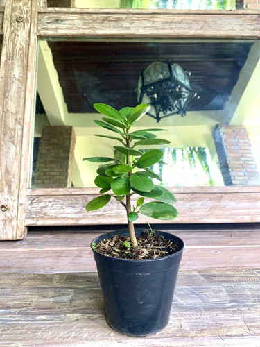 Ficus Nana 250 - 300 mm ht. | Mother Earth Gardens