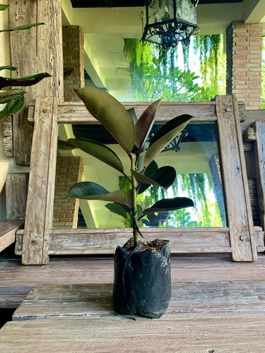 Black Prince Rubber Tree 1 ft ht. | Mother Earth Gardens