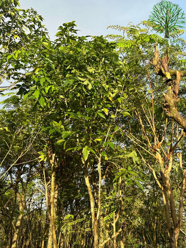 Molave 3m ht. 3" cal. | Mother Earth Gardens