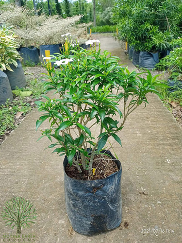 Dwarf Pandakaki 300mm ht. | Mother Earth Gardens