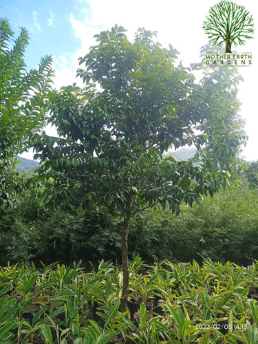 Maritima 2-3" cal. 3m ht. | Mother Earth Gardens