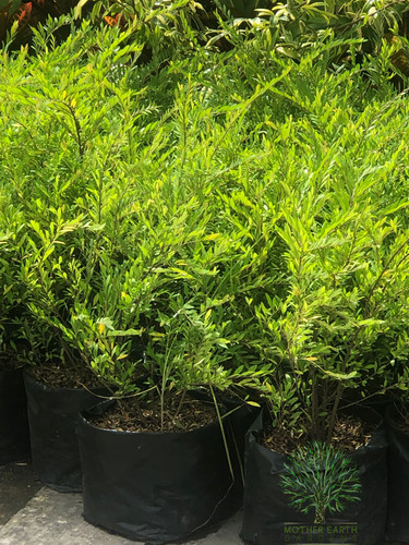 Japanese Bush 400mm ht. | Mother Earth Gardens