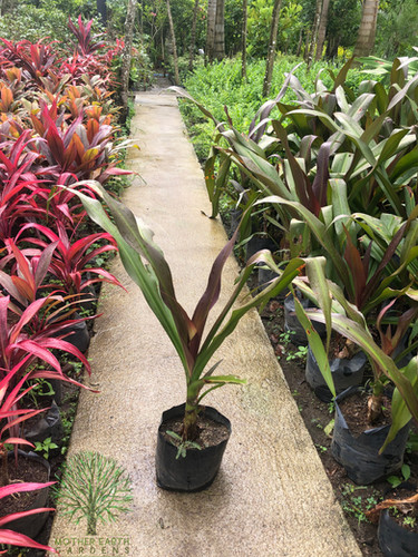 Red, Yellow, Green Crinum | Mother Earth Gardens
