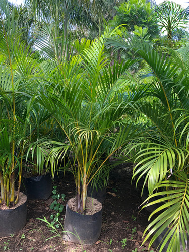 Palmera 1500mm ht. | Mother Earth Gardens