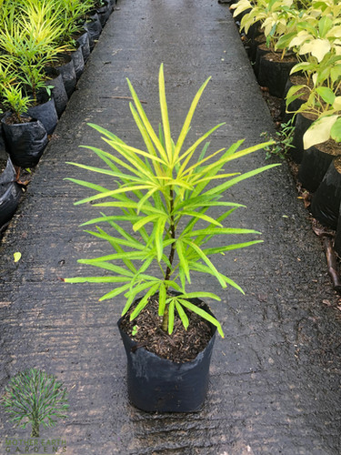 Golden Miagos | Mother Earth Gardens