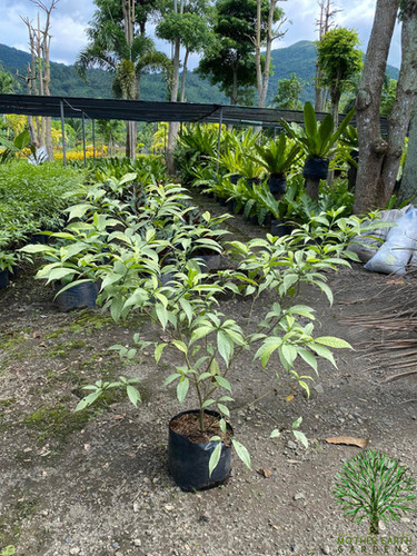 Silver Pandakaki | Mother Earth Gardens