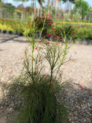 Fire Cracker Plant | Mother Earth Gardens