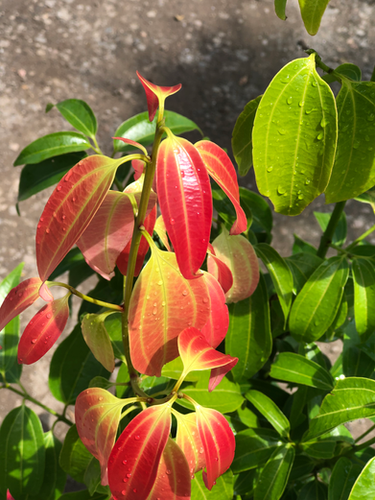 Mindanao Cinamon | Mother Earth Gardens