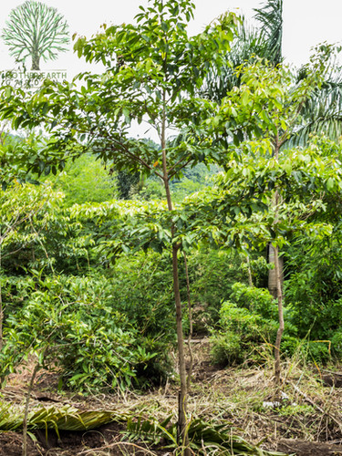 Kalumpit 2" cal. 2-3m t. | Mother Earth Gardens