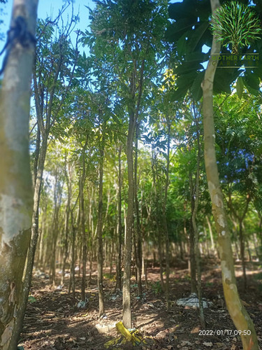 Kusebeng 2-3" cal. 3m ht. | Mother Earth Gardens