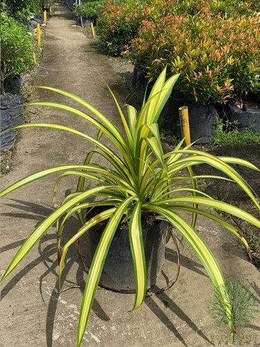 Yellow Pandan 400mm ht. | Mother Earth Gardens