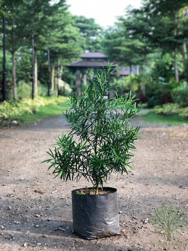 Podocarpus Maki | Mother Earth Gardens